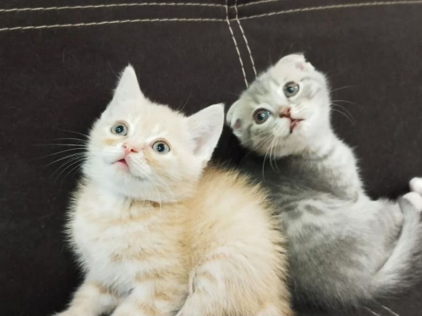 Шотландские котята
