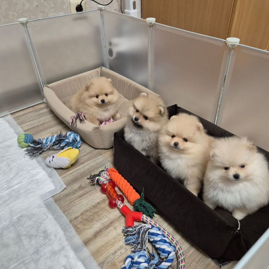 Померанский шпиц, щенок