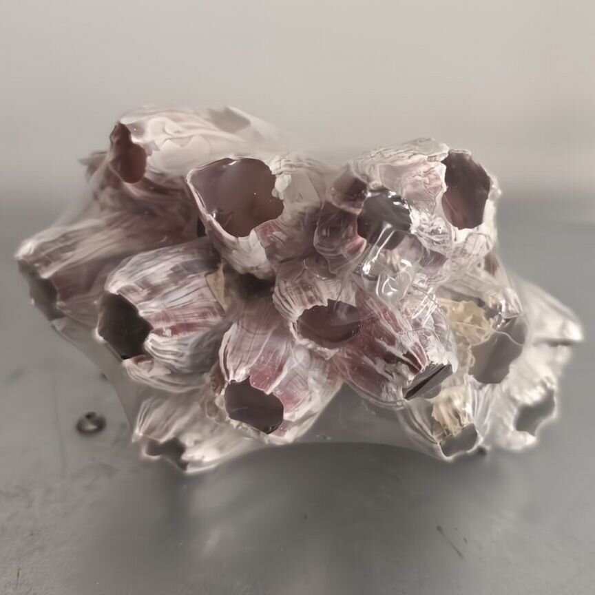 Балянус. Раковины усоногих раков