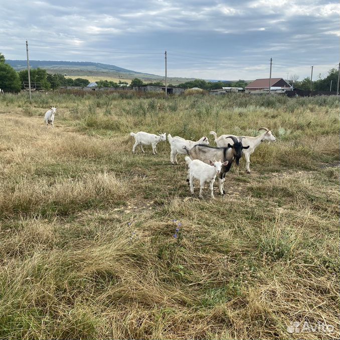 Продам коз