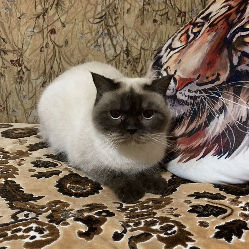 Шотландская кошка бесплатно