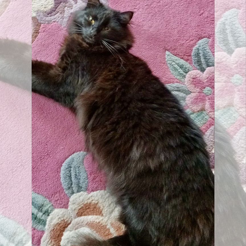 Потерялся кот Черный, с желтыми глазами