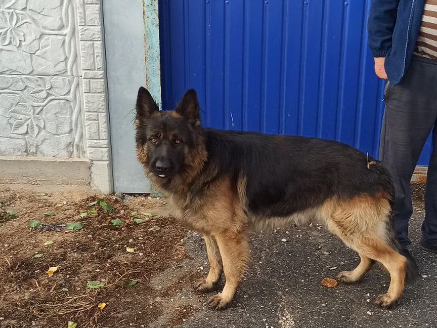 Щенки немецкой овчарки