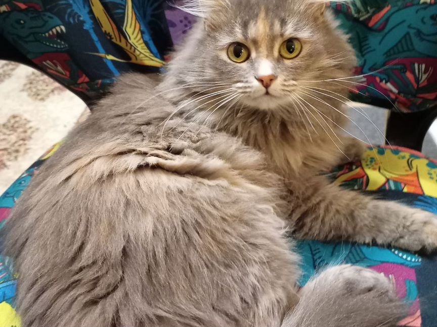 Кошечка 1.5 года
