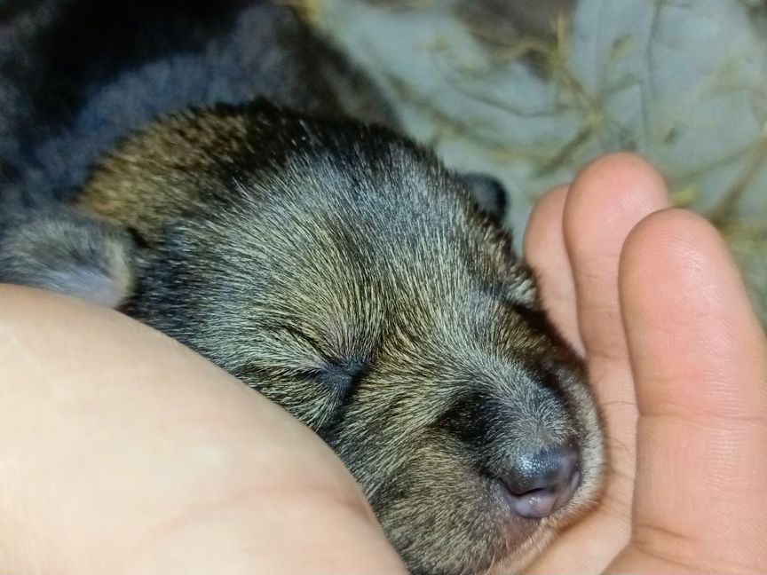 Щенок европейской лайки