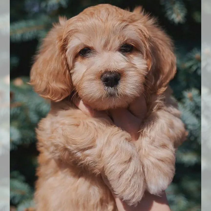 Мальтийская болонка, щенок