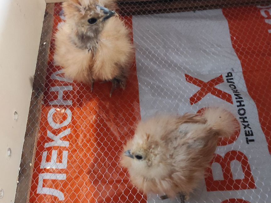 Цыплята китайские шелковые и сизли