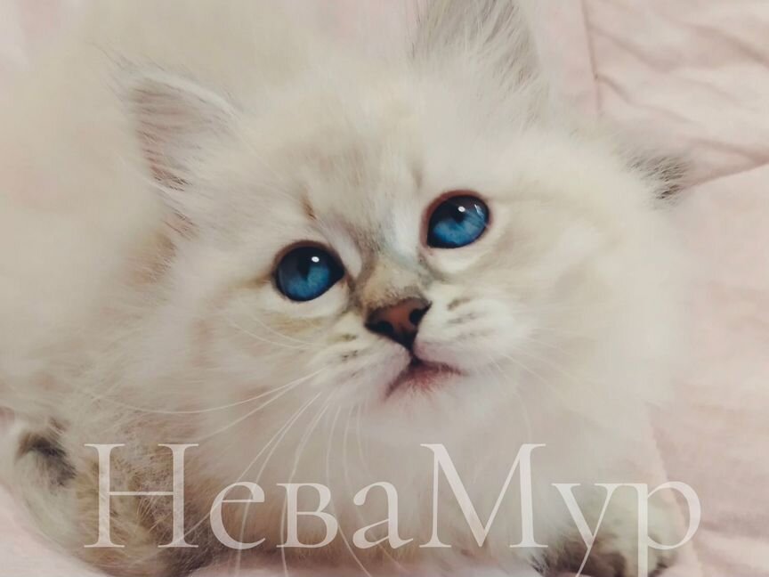 Невская маскарадная
