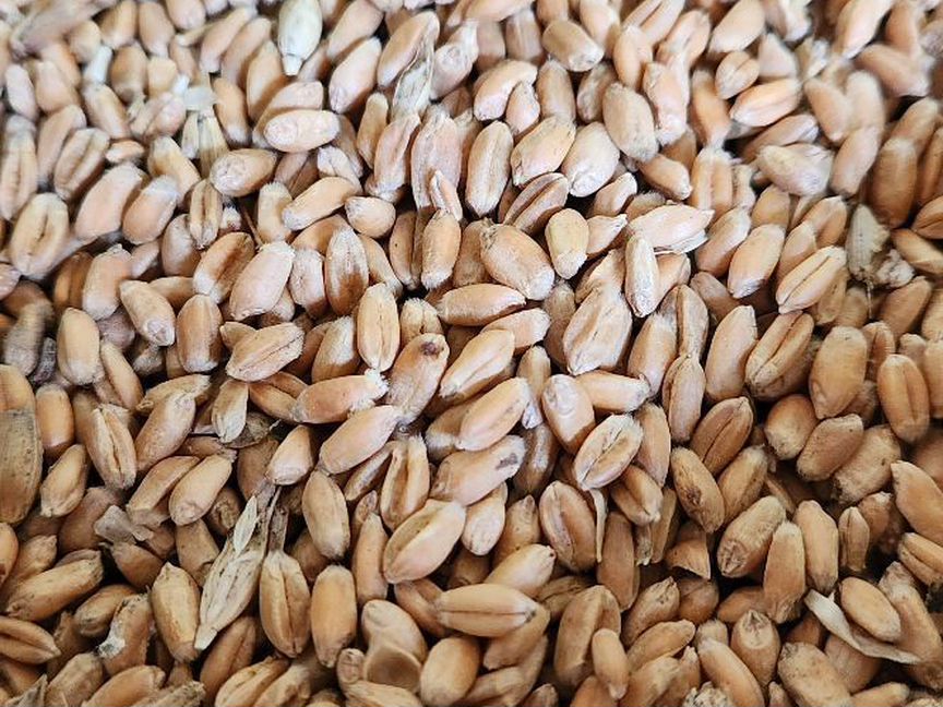 Пшеница в мешках