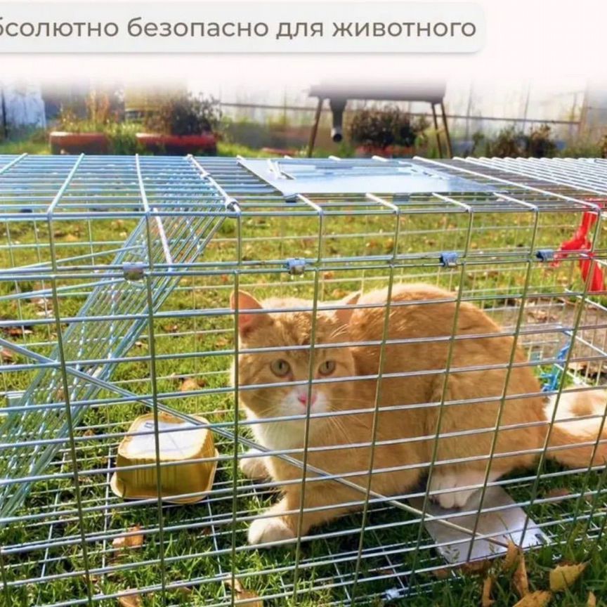 Ловушка для кошек, котоловка