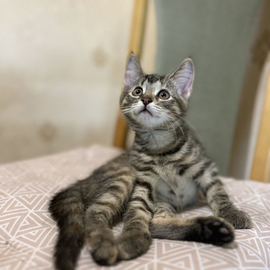 Котята 2 месяца