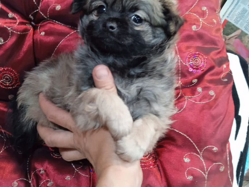 Чихуахуа -мини Кавказская Овчарка