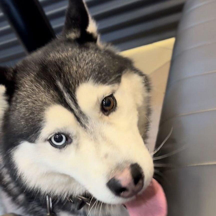 Сибирский хаски