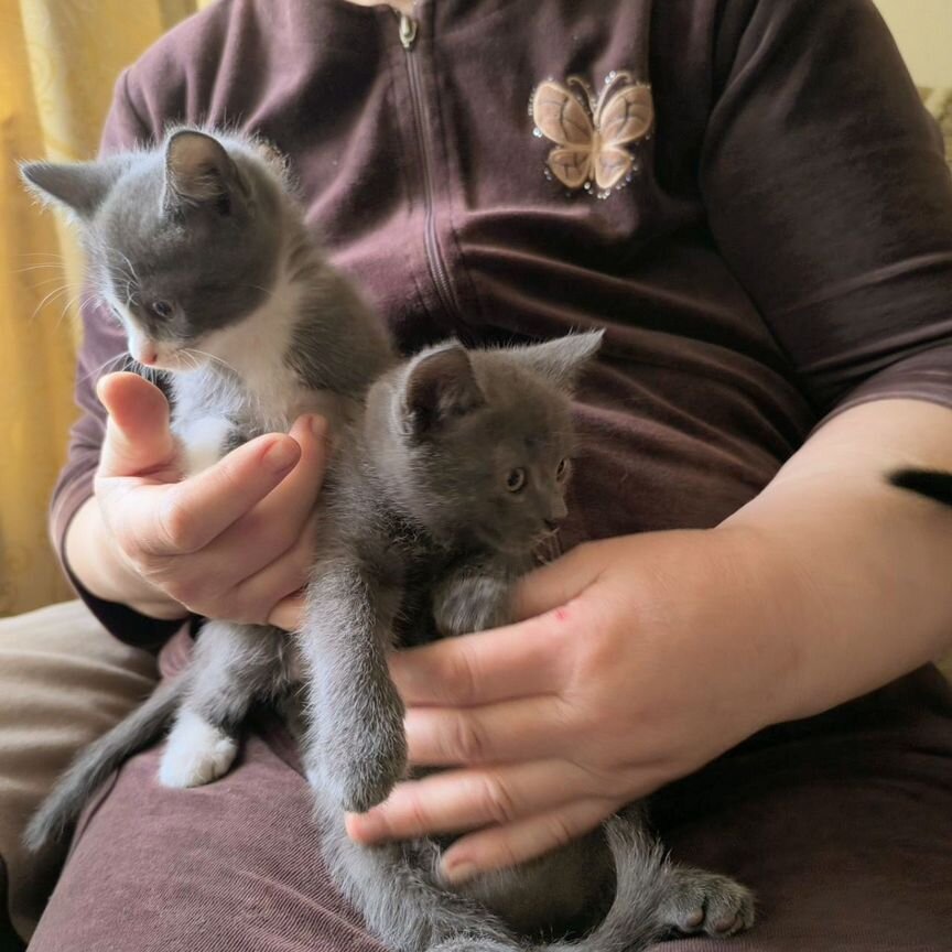 Отдам 3 котов в добрые руки