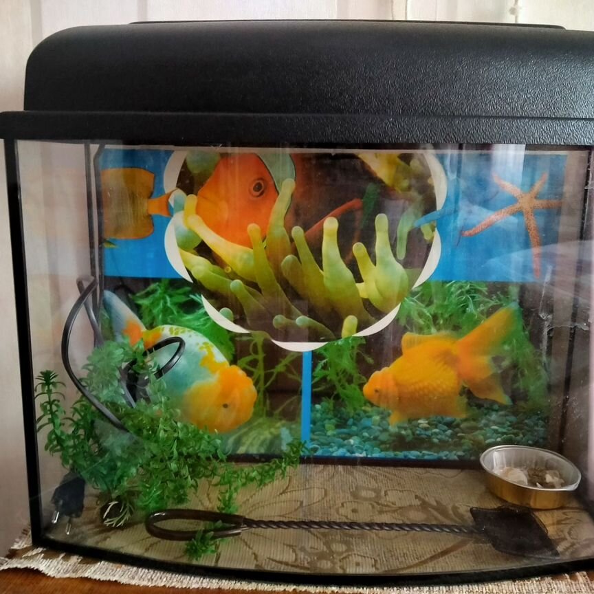 Аквариум сферический