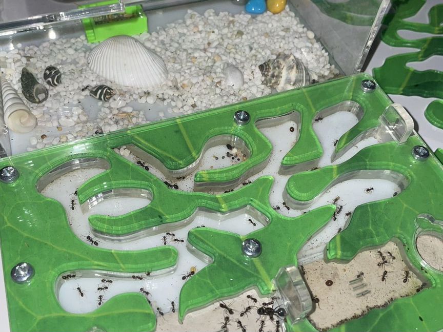 Муравьиная ферма с муравьями