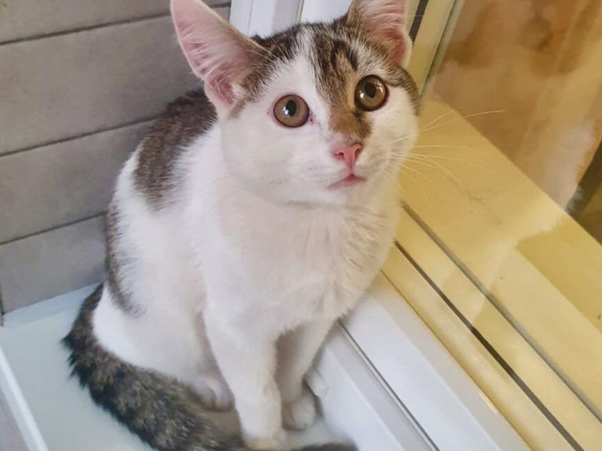 Котенок девочка трехцветная в срочном поиске дома