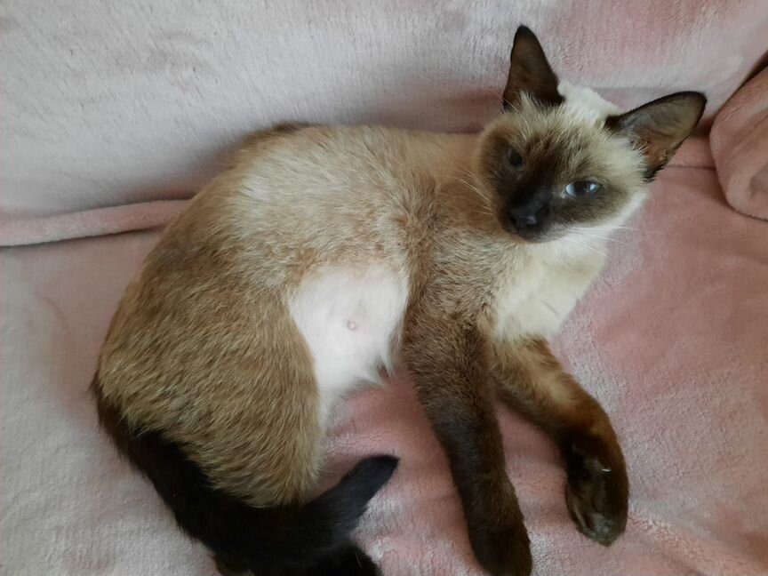 Кошка в дар