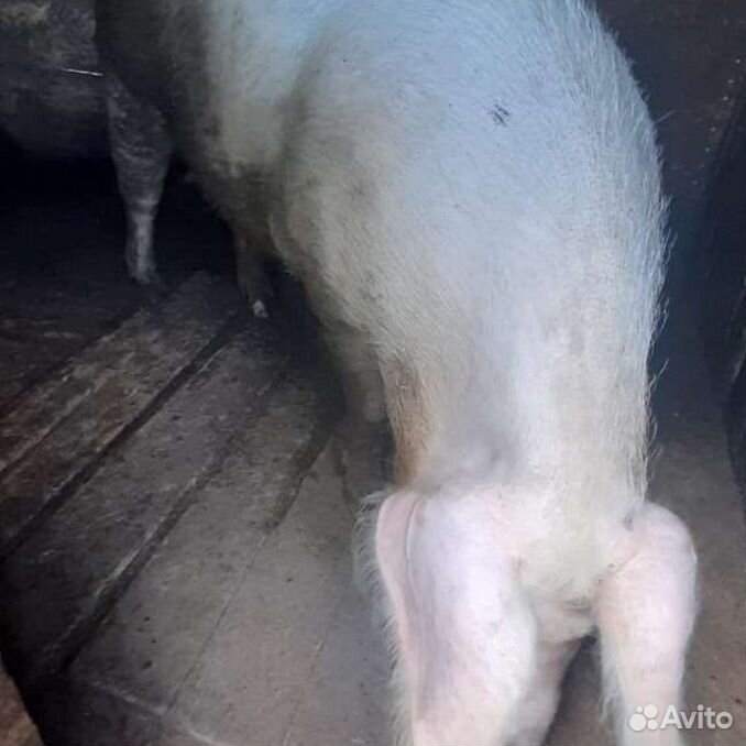 Свиноматка