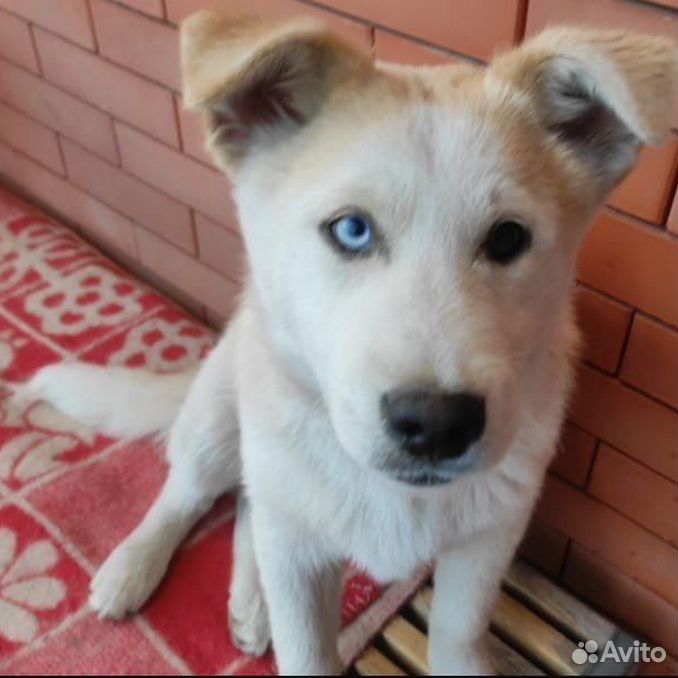 Хаски кабель щенок