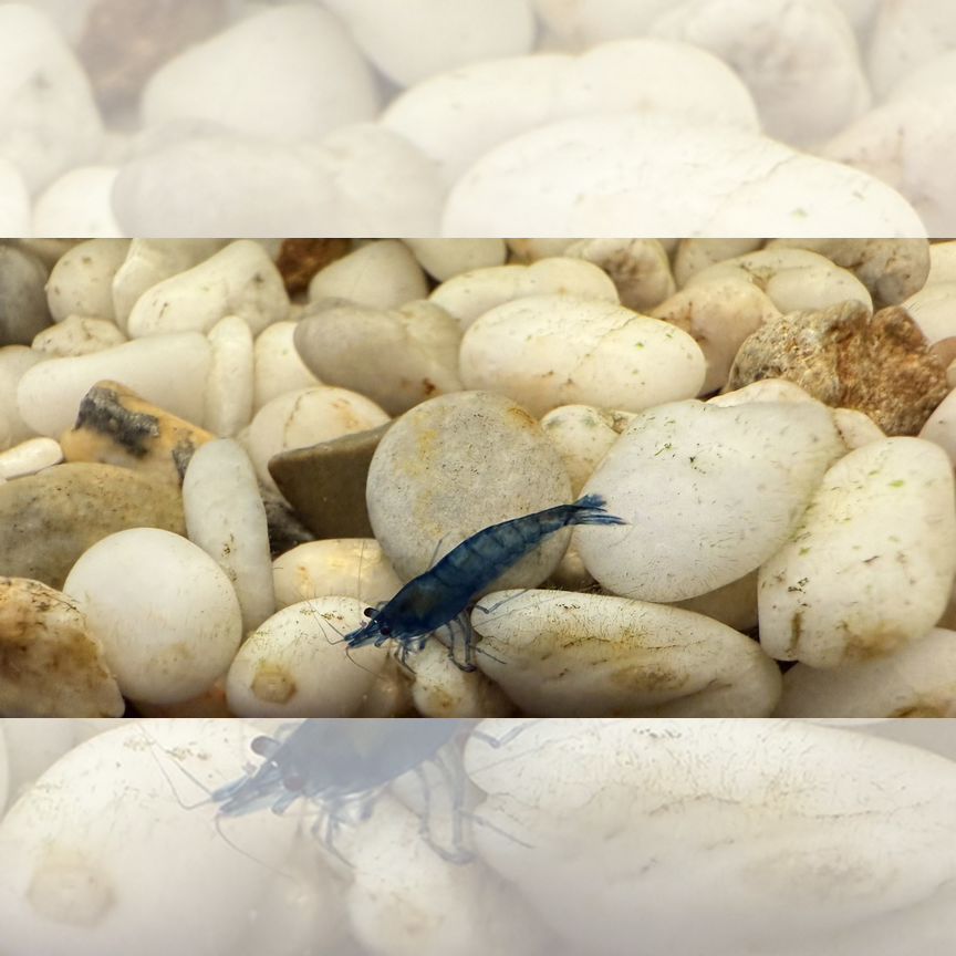 Креветки blue dream