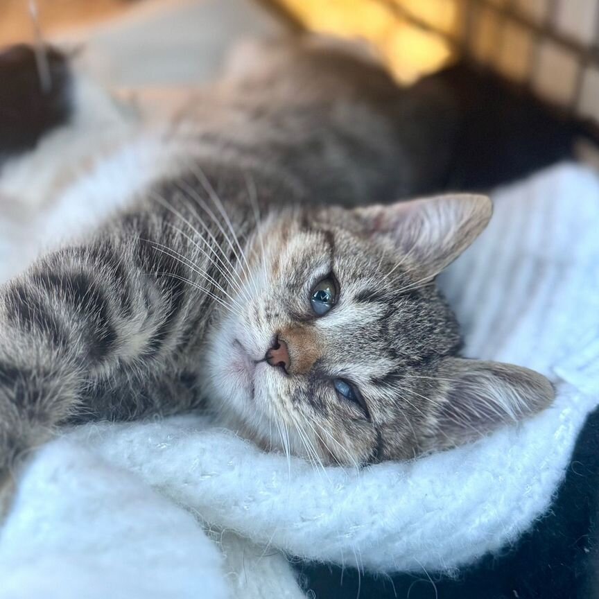 Котенок в добрые руки