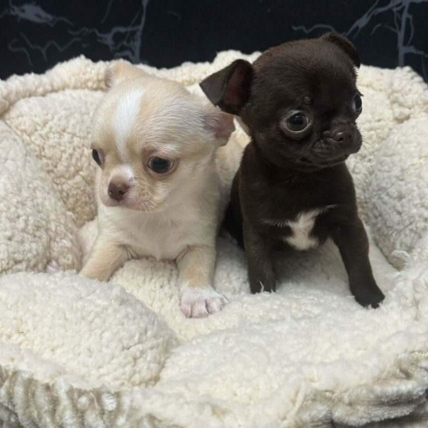 Девочка мини мальчик стандарт чихуахуа