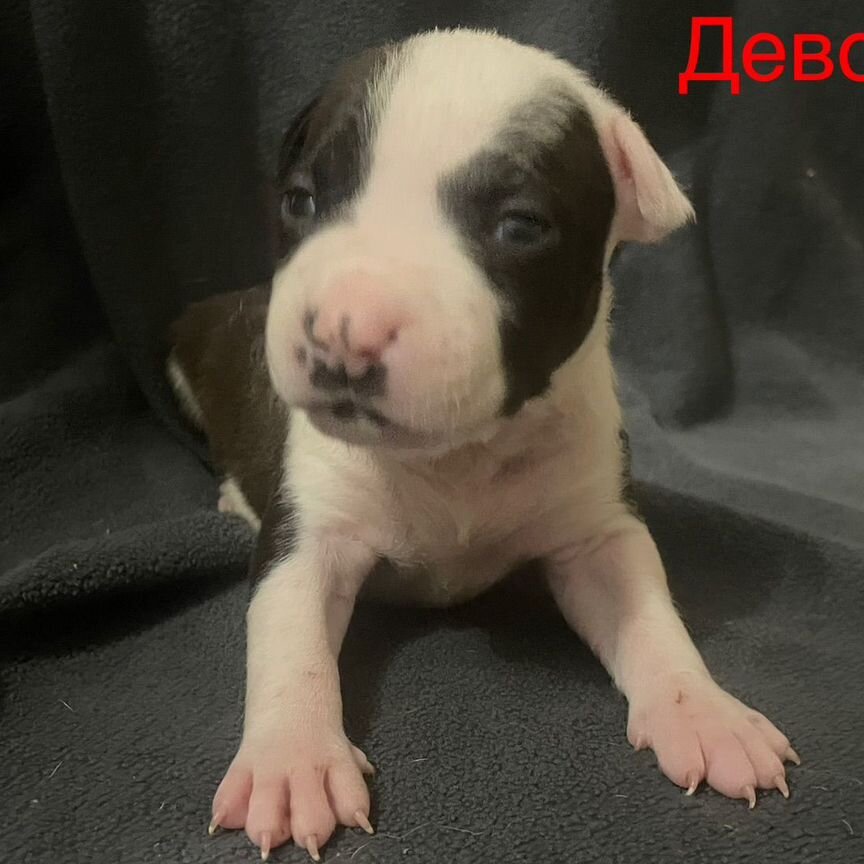 Американский стаффордширский терьер, щенок