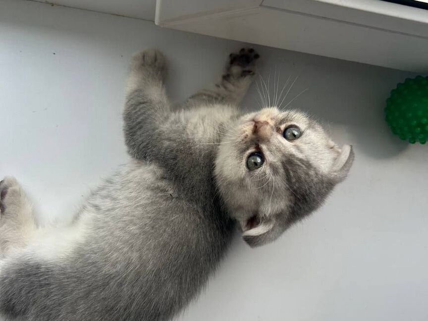 Котята от золотой шиншиллы и вислоухого шотландца