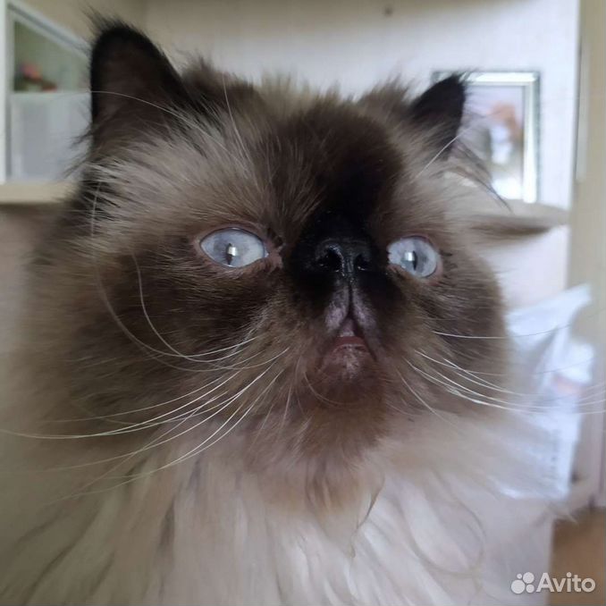 Гималайский персидский котик