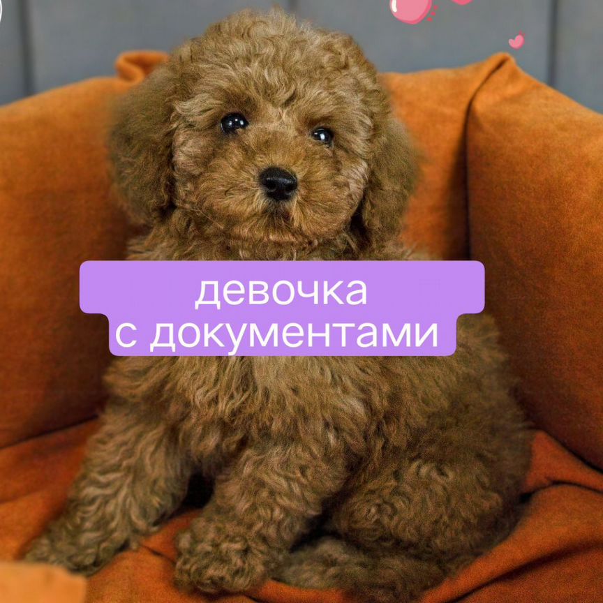 Той-пудель, щенок
