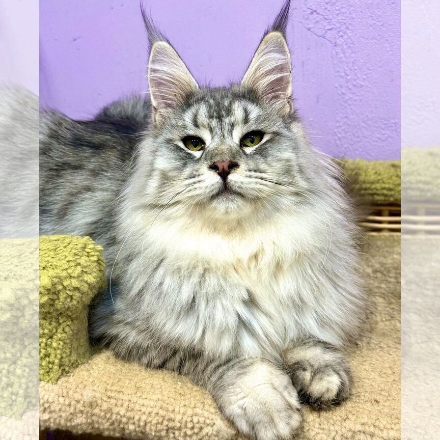 Мейн-кун котёнок