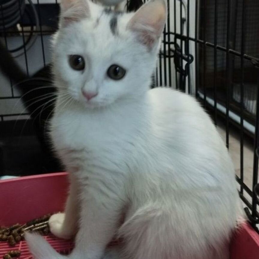 Мия ищет дом