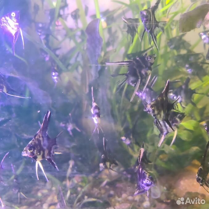 Молодые скалярии " берёзка"