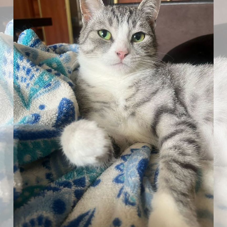 Кошечка