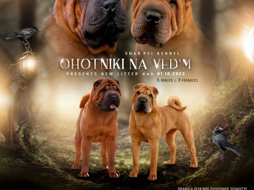 Щенки шарпея
