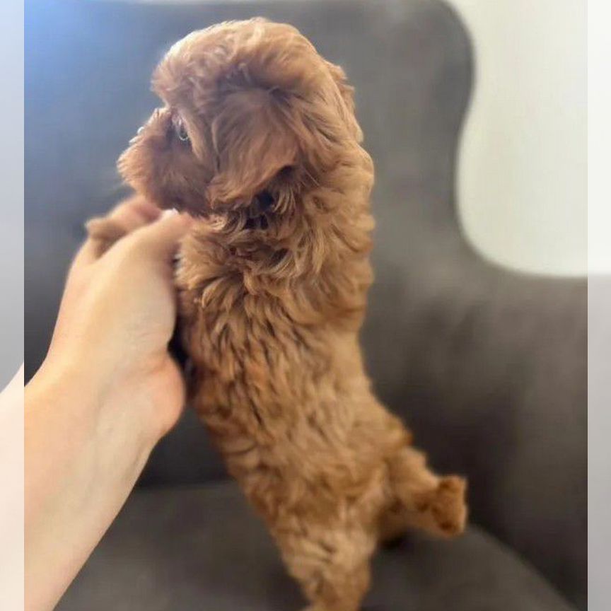 Мальтипу, щенок