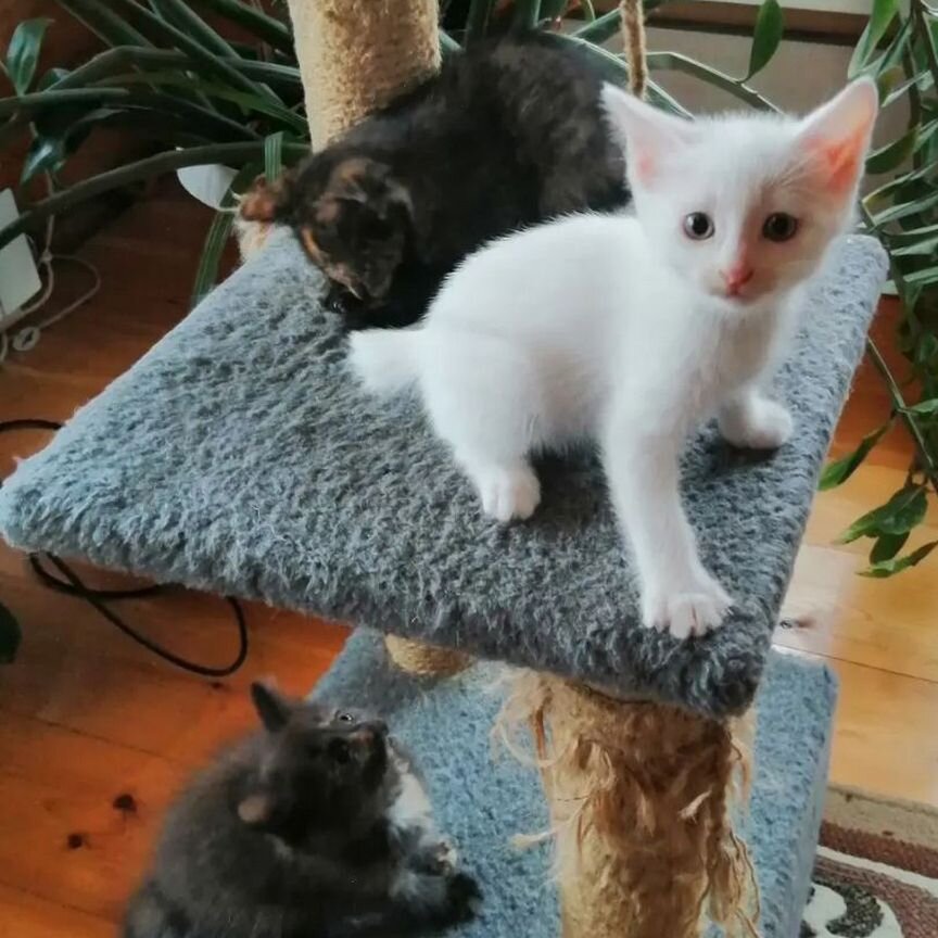 Сибирский котёнок