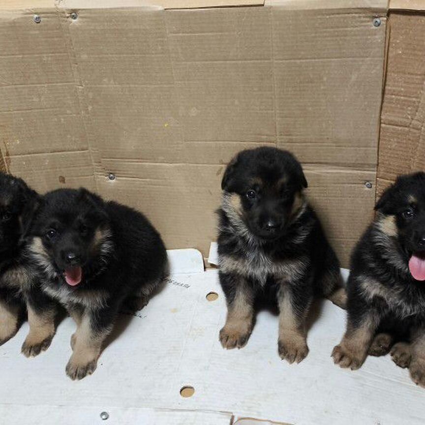 Щенки немцы