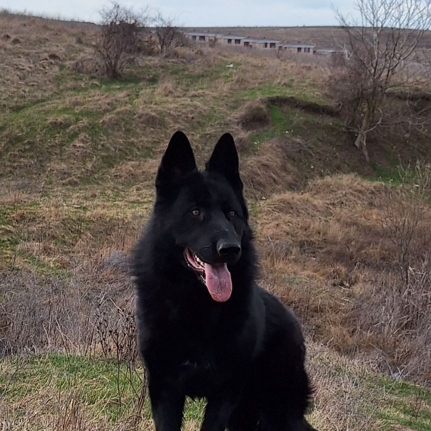 Немецкая овчарка вязка