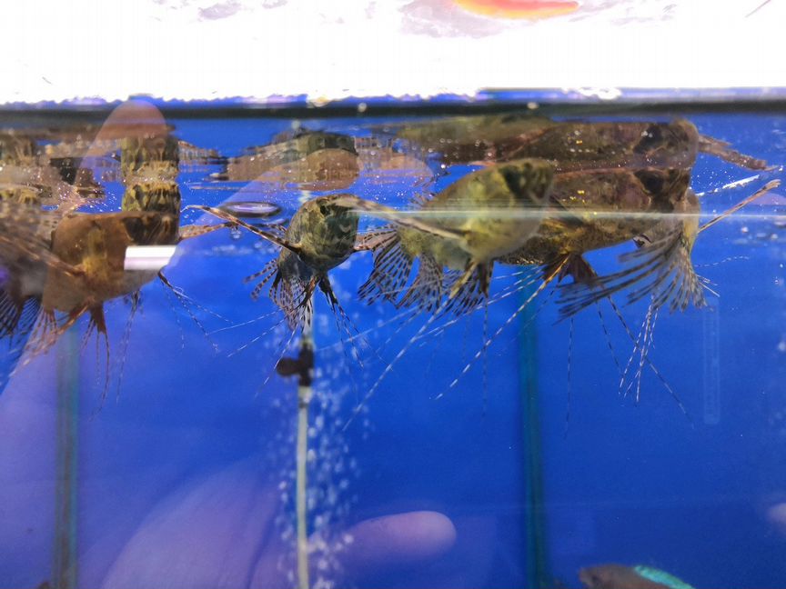 Пантодон рыба-бабочка