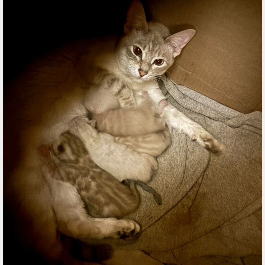 Бенгалочки