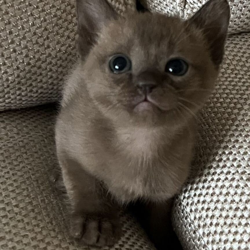 Европейский бурманский котёнок