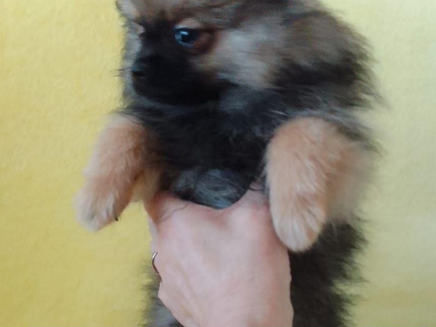 С Р О Ч Н О Шпиц мальчик померанец Челябинск