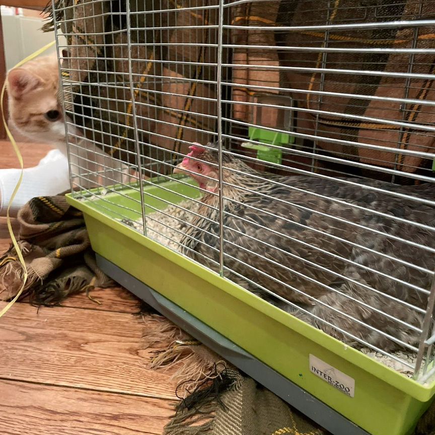 Курица домашняя, отдам бесплатно