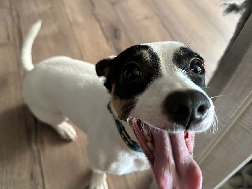 Джек Рассел терьер девочка