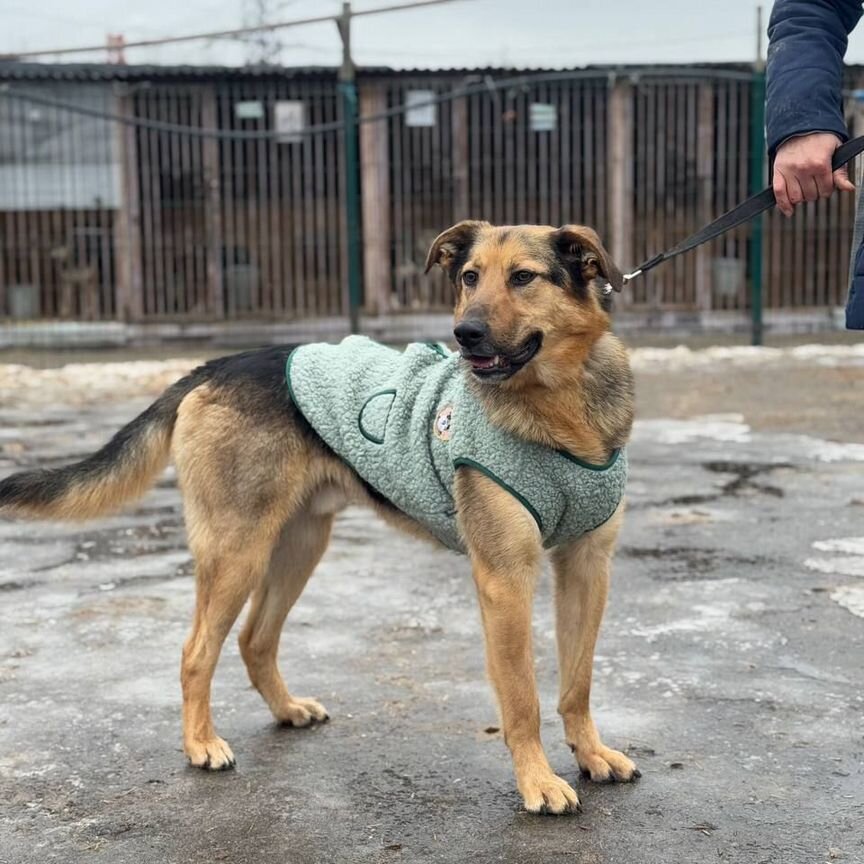 Собака в добрые руки