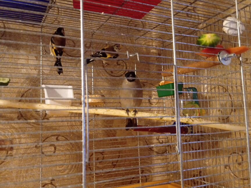 Снегир и щегли