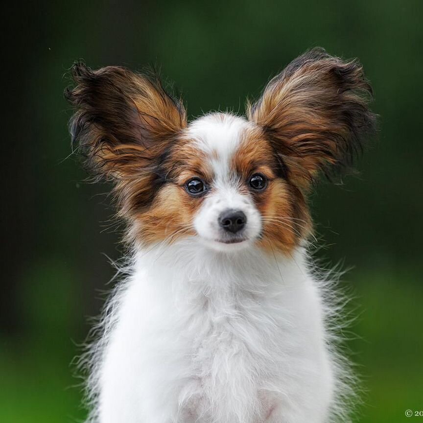 Папийон нежная красотка