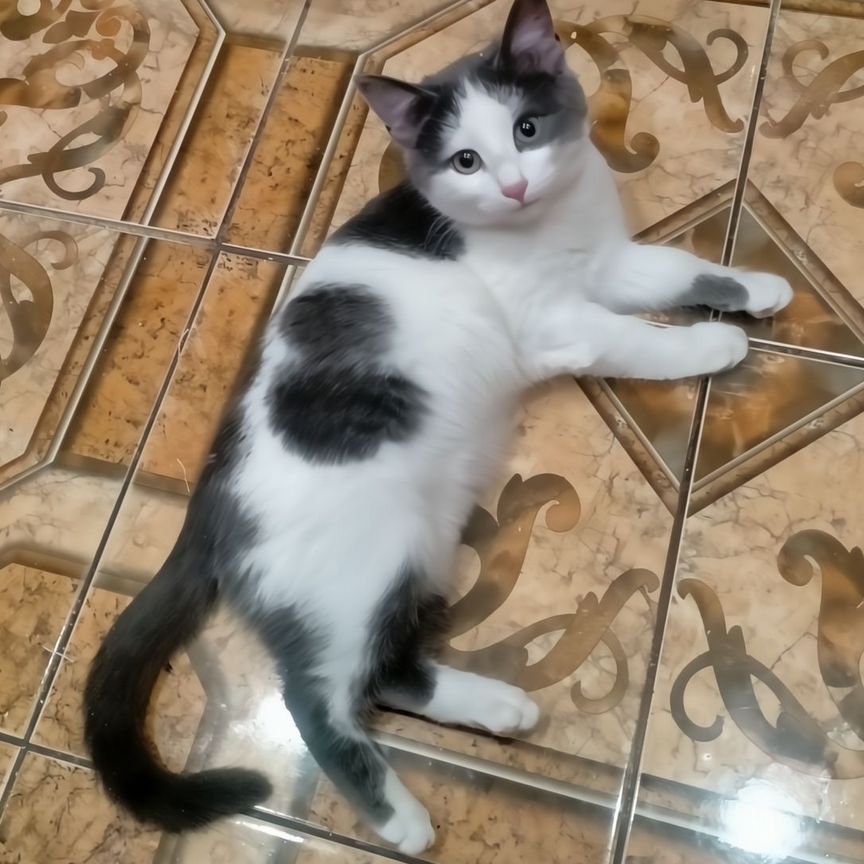 Котёнок в добрые руки